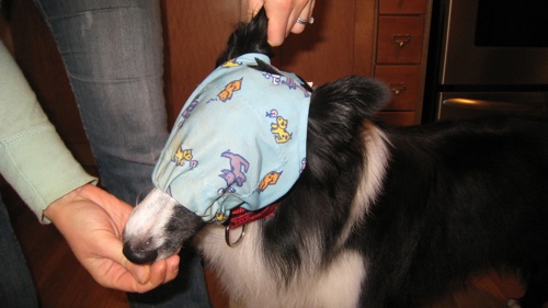 Video: How to Apply a Calming Cap - Helping Pets Behave - Animal ...